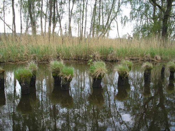 Der Peene-Strom fließt manchmal aufwärts - Naturpark Peenetal