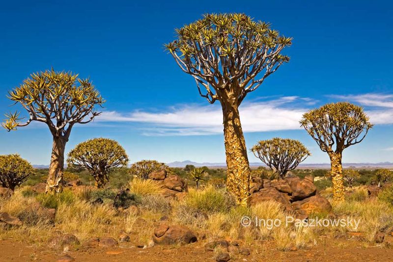 8 Top-Sehenswürdigkeiten in Namibia