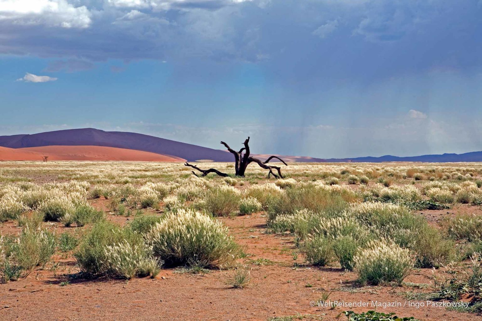 Namibia: Marula-Festival in der Ovambo-Region - WeltReisender Magazin